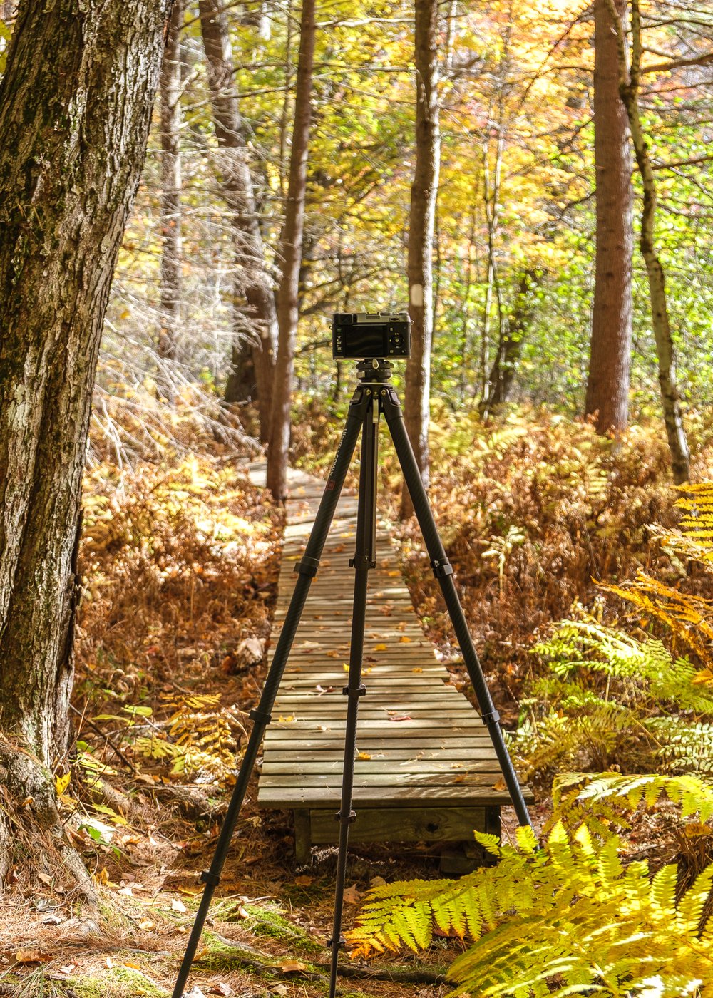 Buying Guide | Zero Y vs Zero F38 Travel Tripod